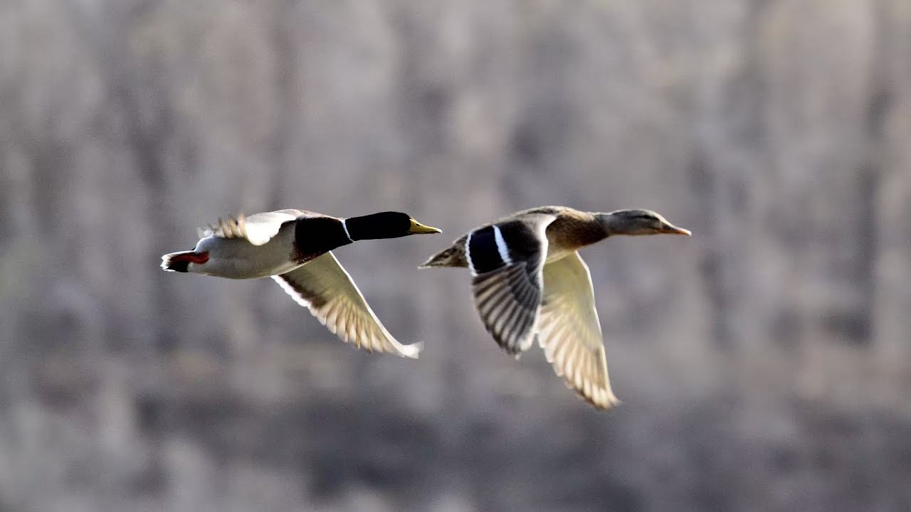 Live: Welcoming spring with migratory birds - YouTube