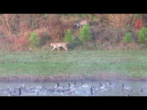 Family of Florida Bobcats teaching their Kitten to hunt in my back yard ...