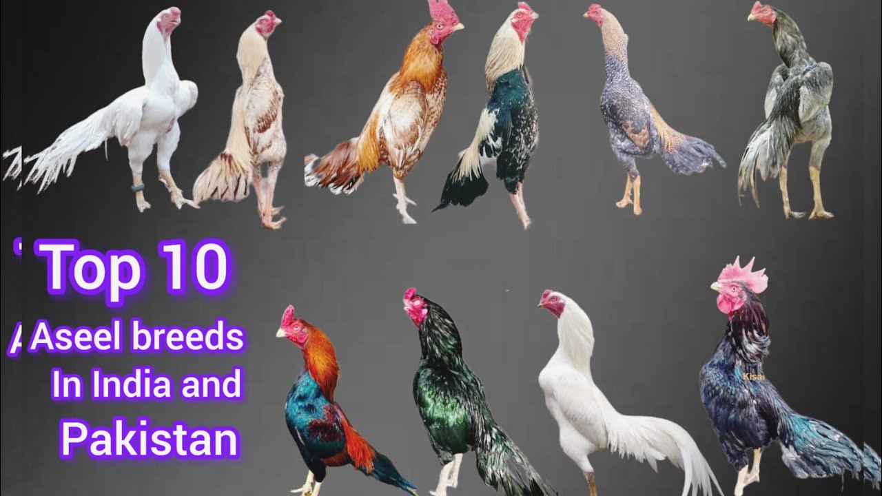Top 10 Rooster breeds of India and Pakistan | top rooster in the world ...