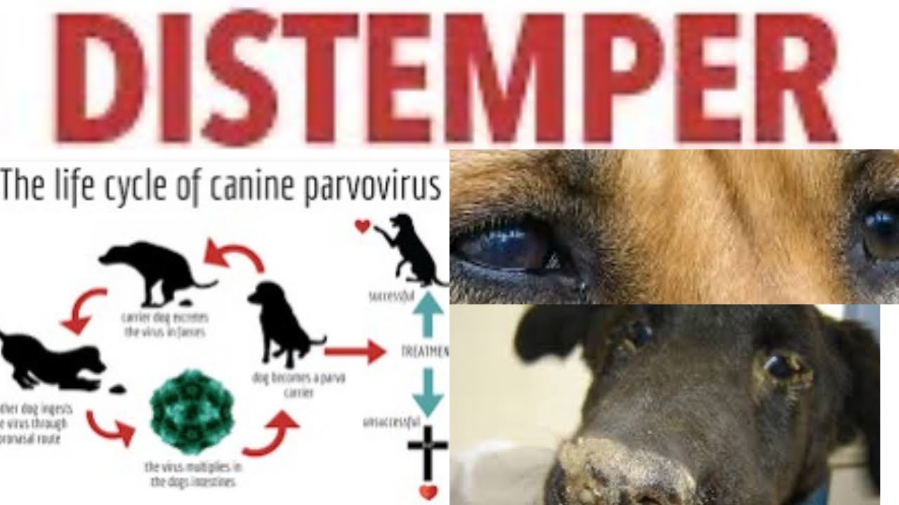 Dog Distemper Problem 🐕 kitna painful ho sakta hai 😢#petguruindia # ...
