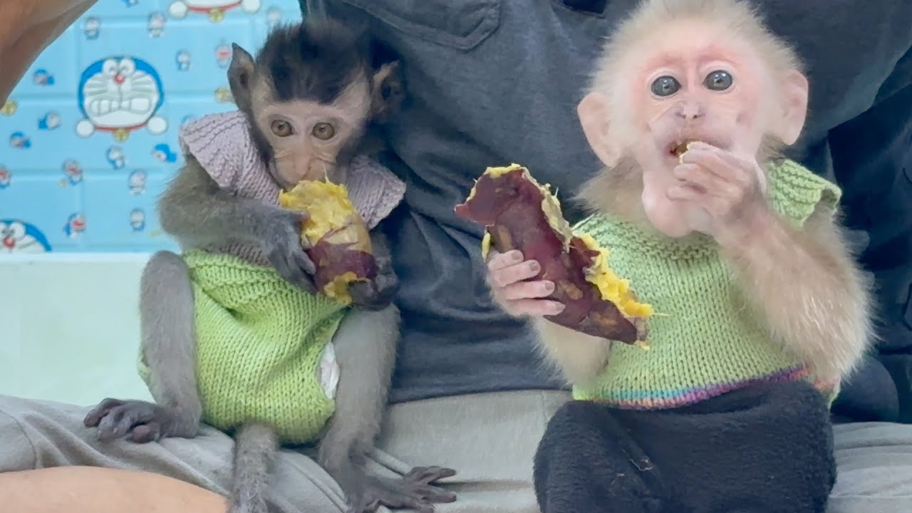 Monkey baby bob & Theo eat delicious sweet potatoes - YouTube