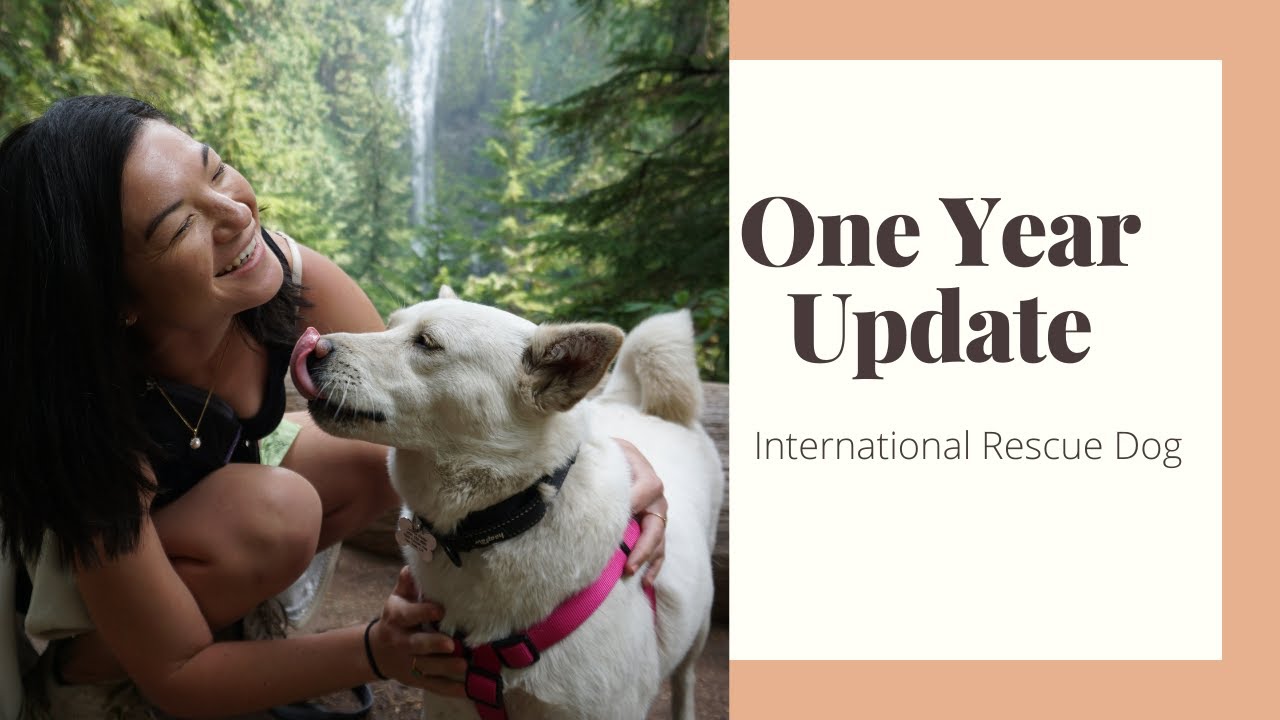 International Rescue Dog - One Year Update - Korean Jindo - YouTube