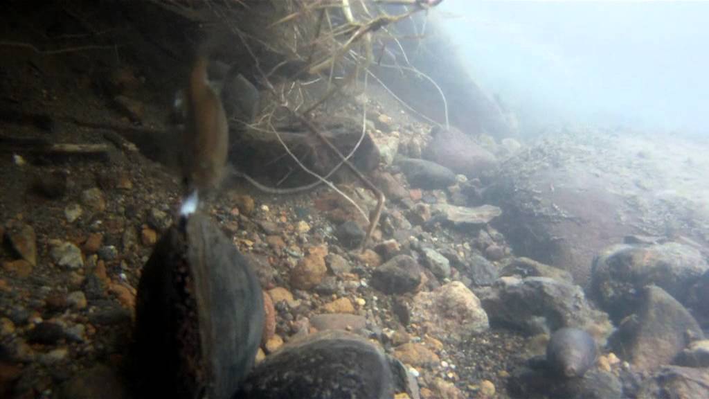 A female Japanese freshwater pearl mussel (Margaritifera laevis ...