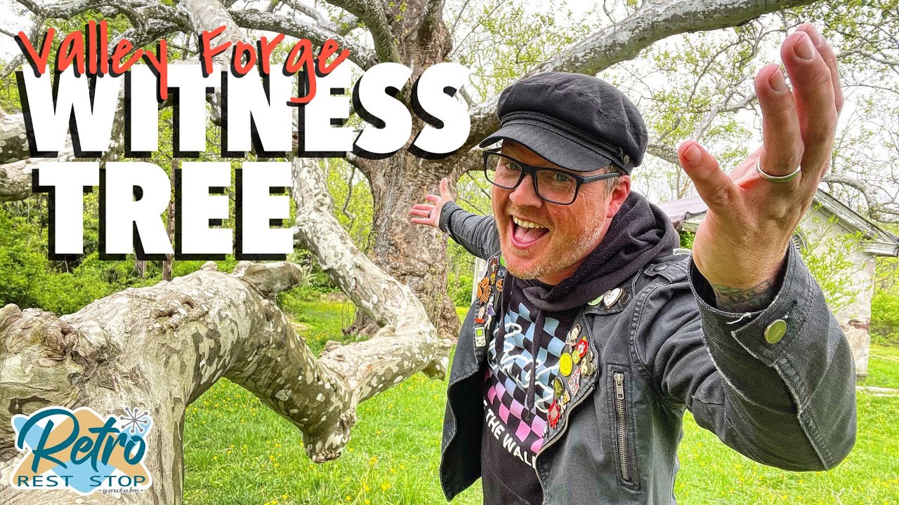 1700’s Valley Forge Witness Tree On Arbor Day At Pawling Farm In Valley ...