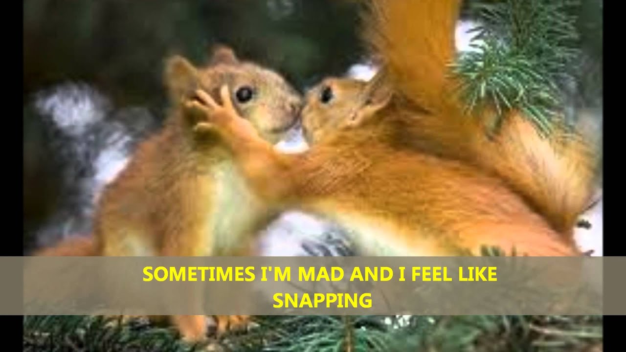 Hi-5 So many animals - YouTube