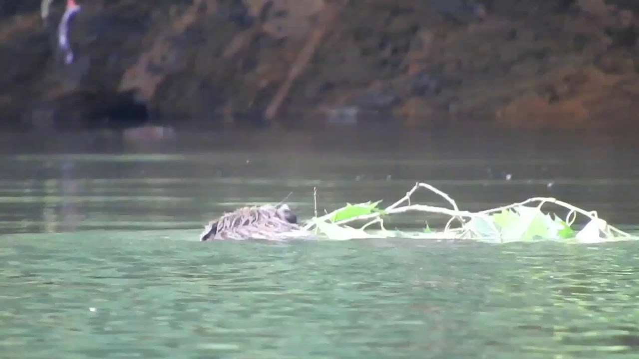 Busy beaver building his house, goes underwater - YouTube
