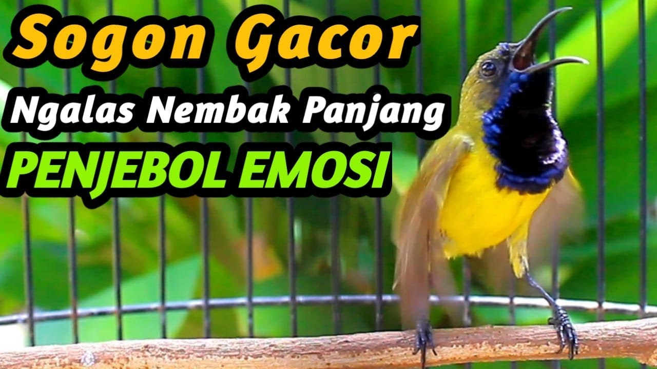 PANCINGAN SOGON GACOR NGKLEPER, SUARA BURUNG SOGON BIKIN NGAMUK SOGON ...