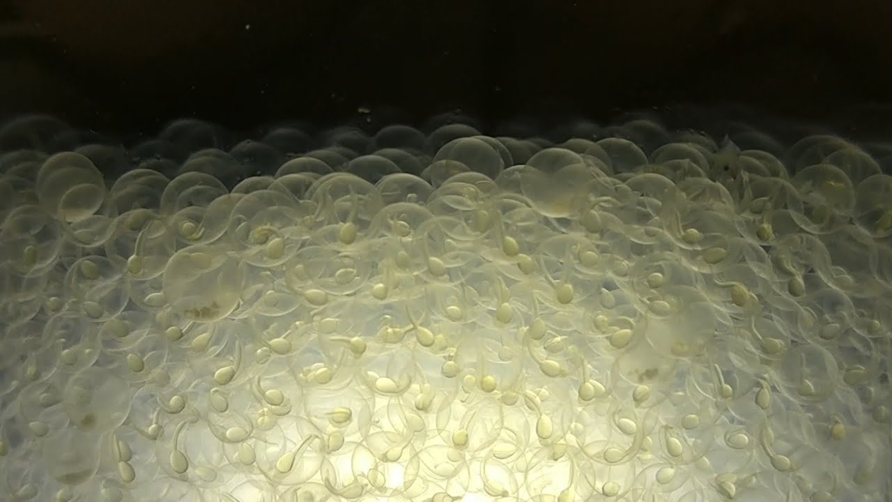 Fish Egg Before Hatching In The Incubator #3 - YouTube