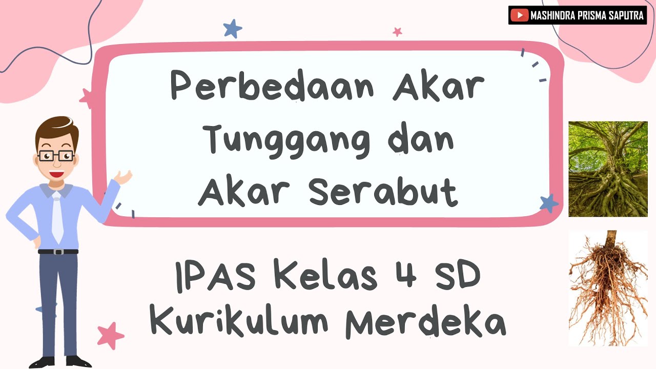 Perbedaan Akar Tunggang dan Akar Serabut - IPAS Kelas 4 SD - Kurikulum ...