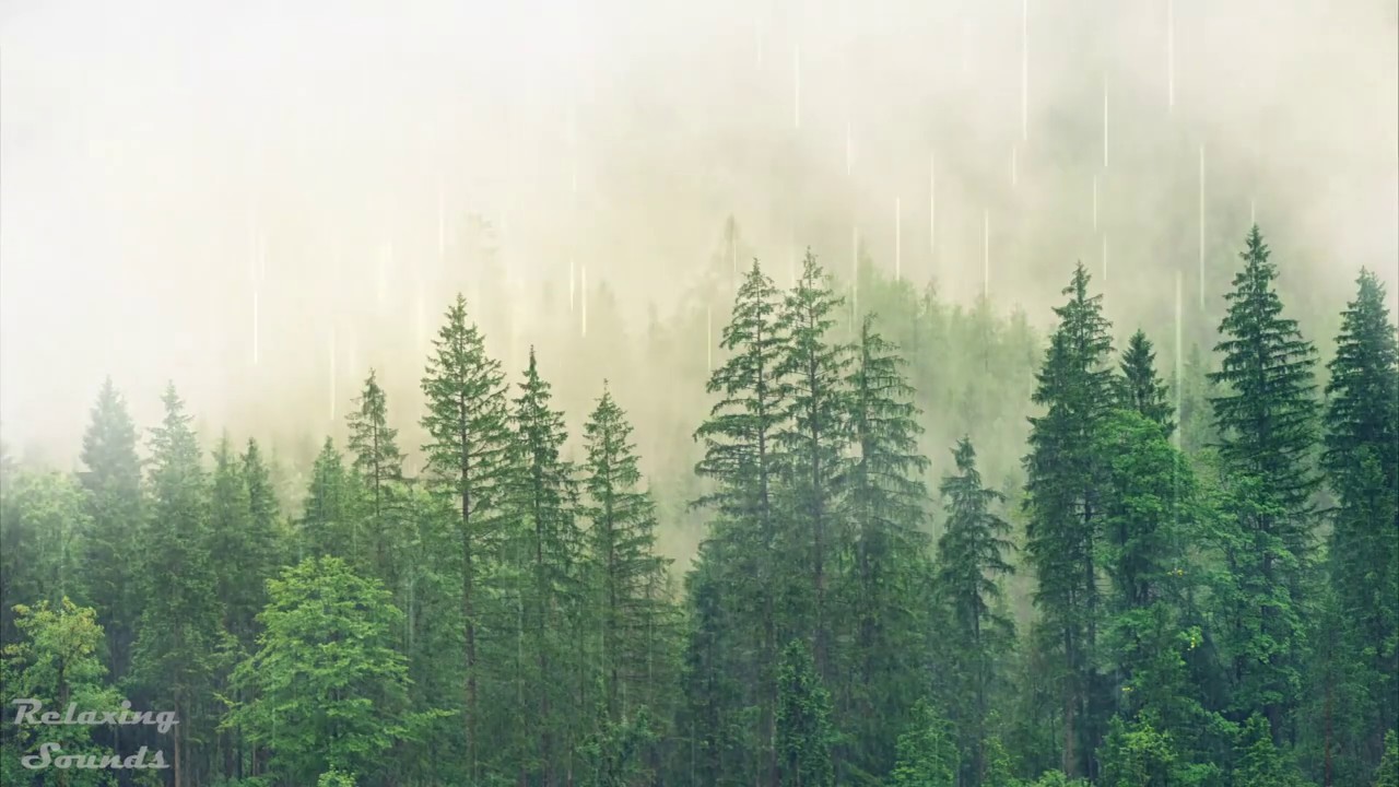 45 Minutes Rain In The Forest - Relaxing Sounds ASMR - YouTube