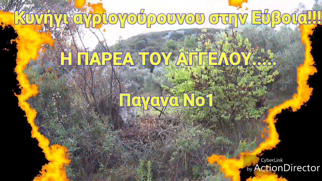 ΚΥΝΗΓΙ ΑΓΡΙΟΓΟΥΡΟΥΝΟΥ ΡΟΥΜΠΗΣ - ΠΑΡΕΑ ΑΓΓΕΛΟΥ 1 - YouTube