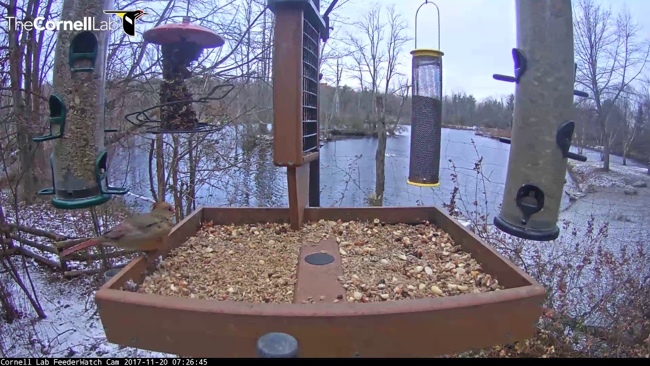 Northern Cardinals Bring Splash Of Color To Cornell Feeders – Nov. 20 ...