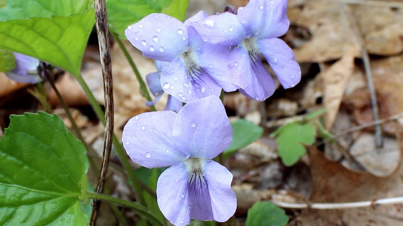 The Blackwater Canyon in Spring - YouTube
