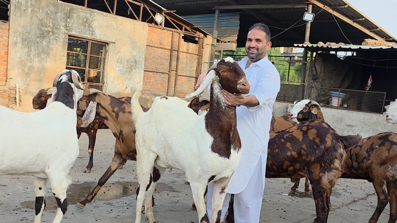 Heaviest Self Feeding Bakro Ka Huge Collection At The Mall Of Goats ...