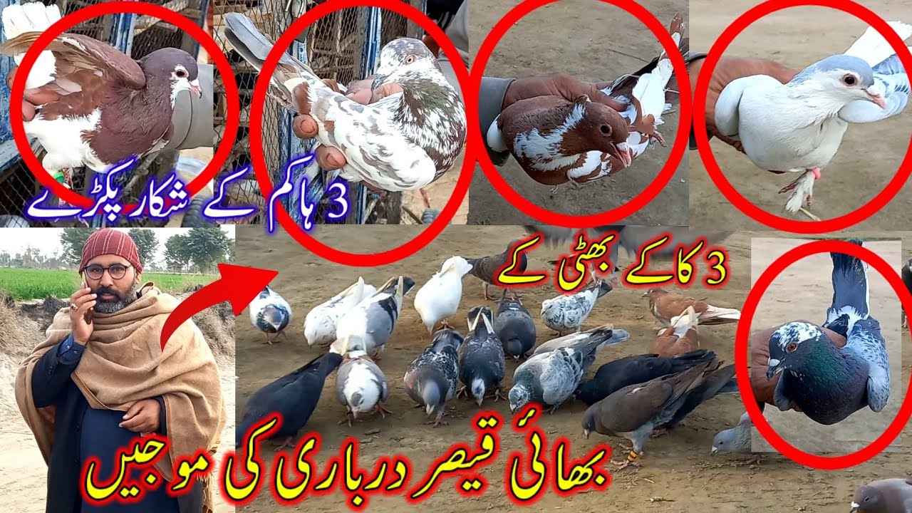 Brother Qasir is Having Fun | 6 Pigeons Hunted | Pigeon videos | Pigeon ...