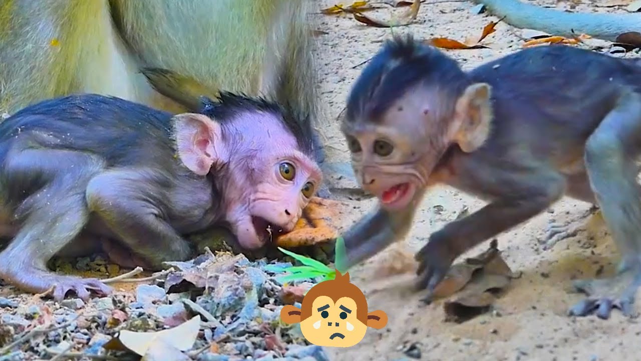 The baby monkey was grabbed by the bad monkey, the baby monkey ...