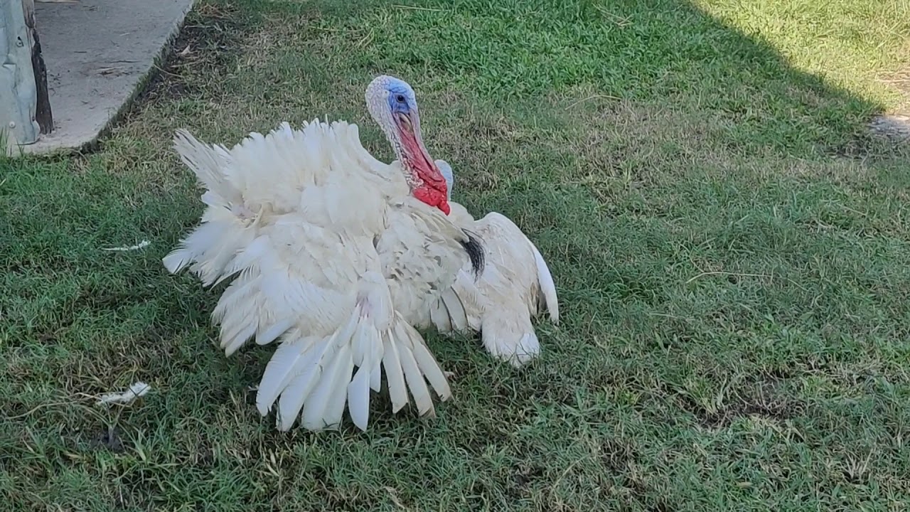 Turkey mating || how do turkey mate?? - YouTube
