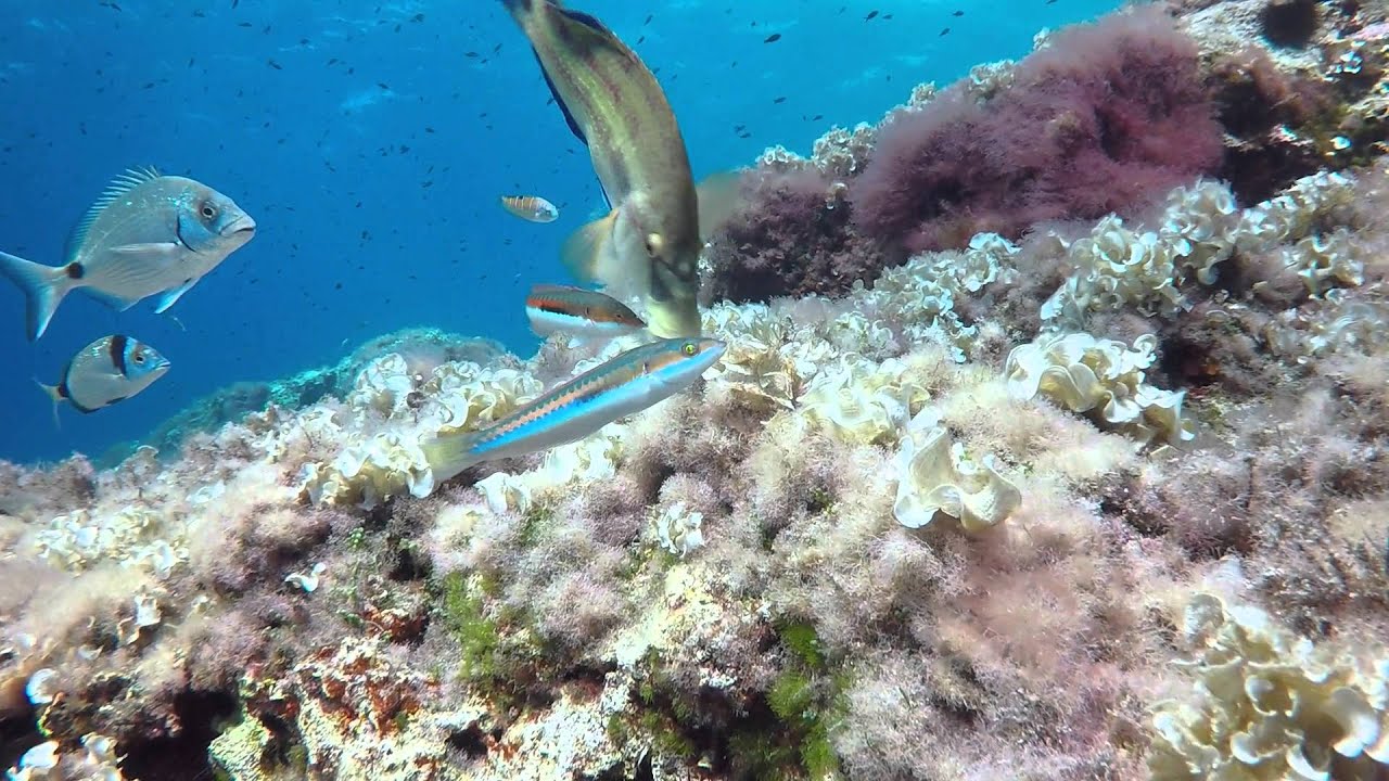 Buceo en El Toro con Mar Balear - YouTube