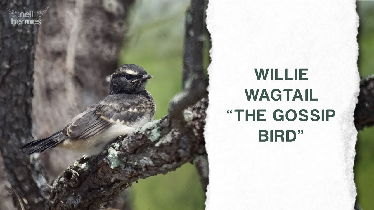 Willie Wagtail - The Friendly Gossip Bird! - YouTube