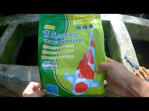 KOIKING Growth Pellet For Koi Fry & Koi Fingerlings - YouTube