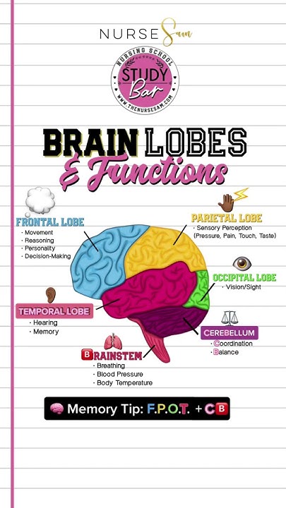 Brain lobes/parts of the brain & their function! Do you know which ...