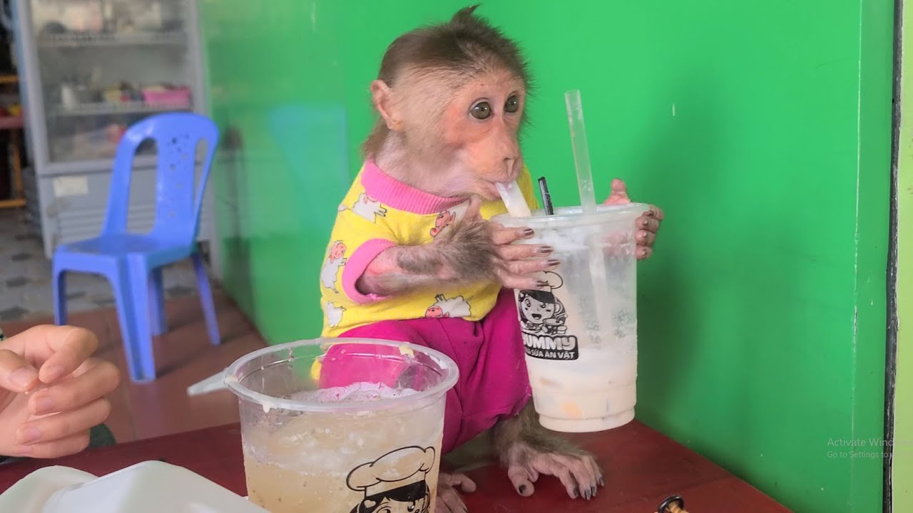 Monkey Kuku is a cute customer of the milk tea shop - YouTube
