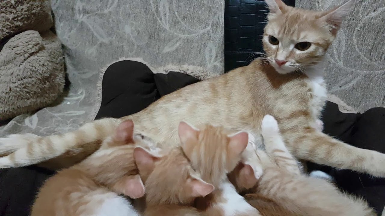Beautiful Cora nursing - YouTube