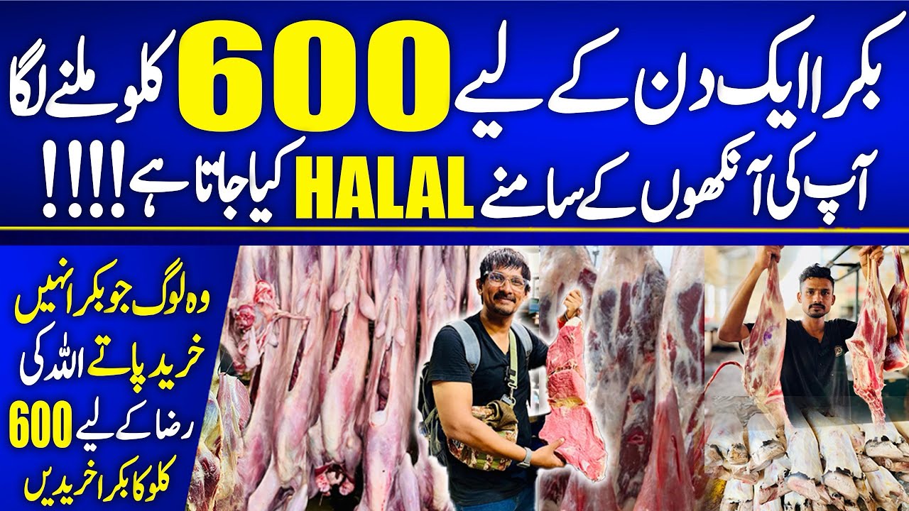 BAKRA 600KG | Cheapest Wholesale Meat Market in Karachi | Mutton,Beef ...