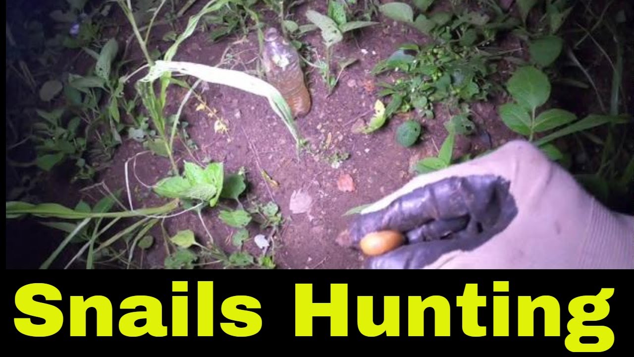 Snails Hunting - YouTube