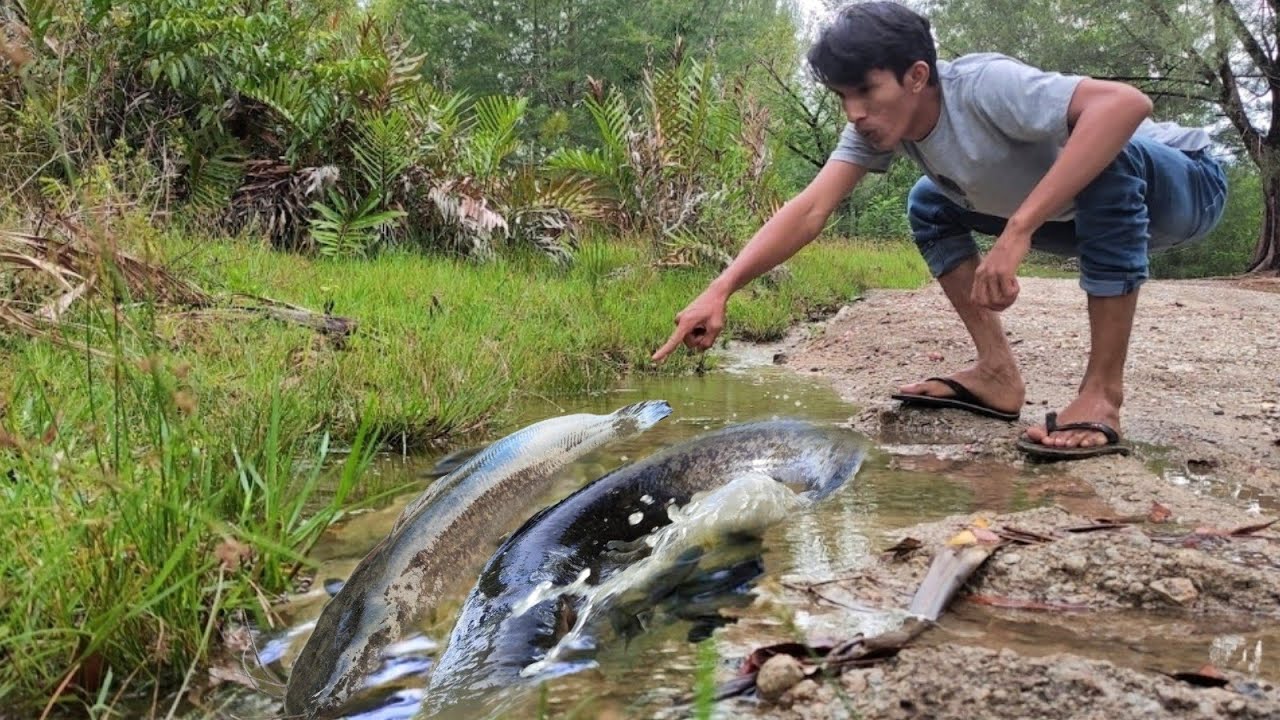 PRIMITIVE FISH TRAP || Wow, it's really fun in the small river, there ...