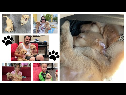 Vlog: *August 20-22, 2021* ~Meet Our New Babies! 12-Week Old Golden Retrievers!~