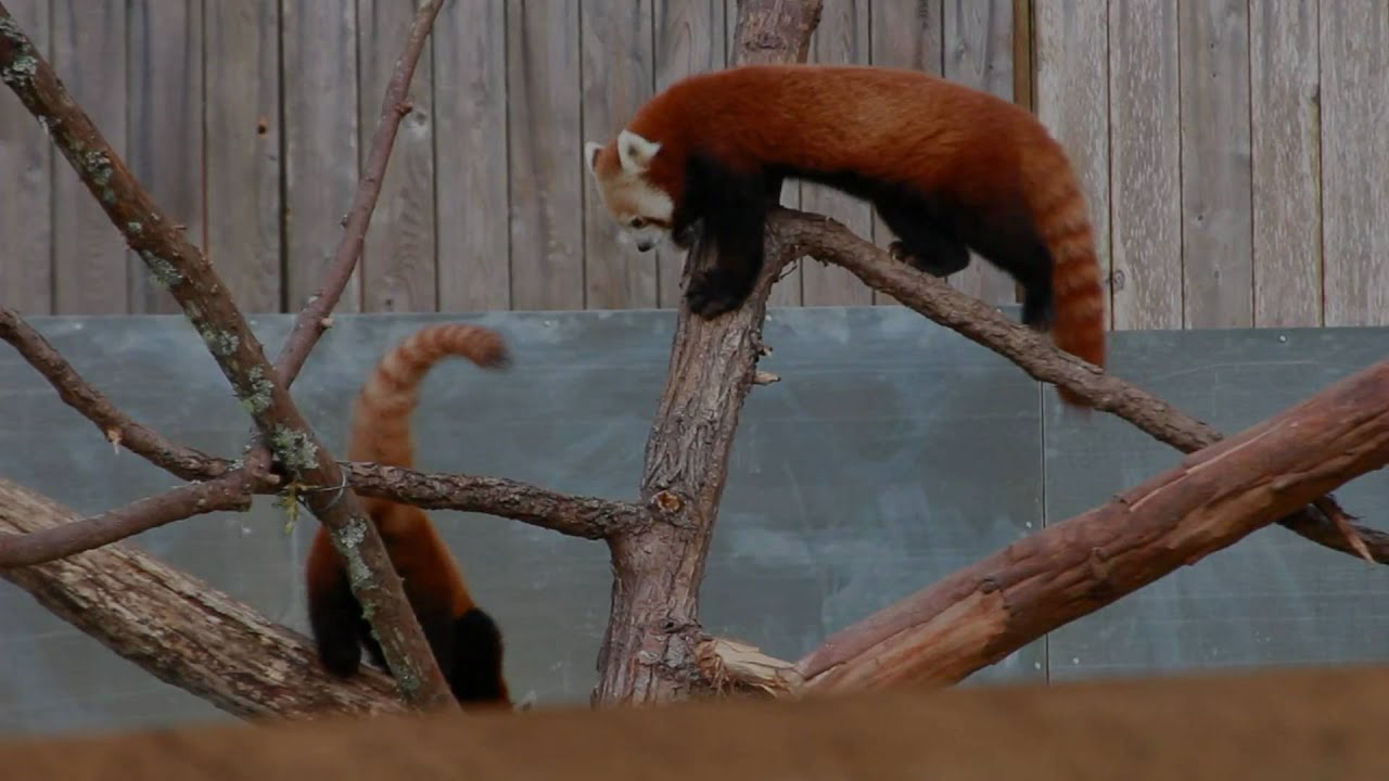 Red Pandas at Sequoia Park Zoo.wmv - YouTube