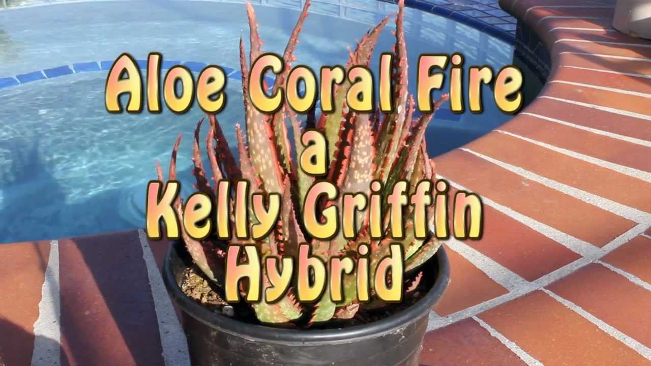 Aloe X 'Coral Fire' (Griffin Hybrid) - YouTube