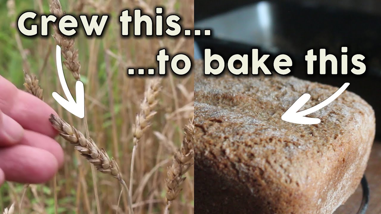 Learn How to Make 100% Home Grown Bread: Seed to Loaf Guide - YouTube