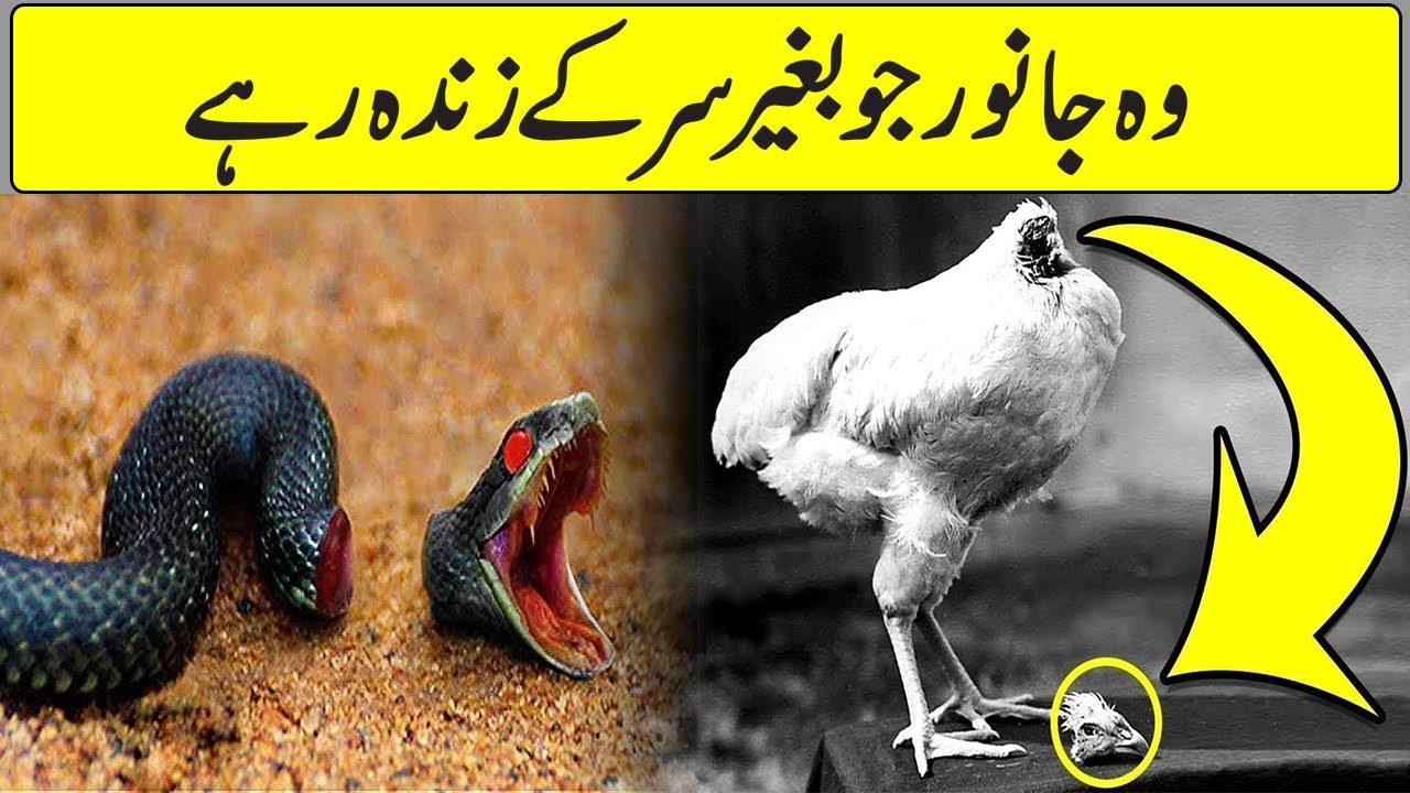 Miracle Mike The Chicken That Lived For 18 Months Without A Head - YouTube