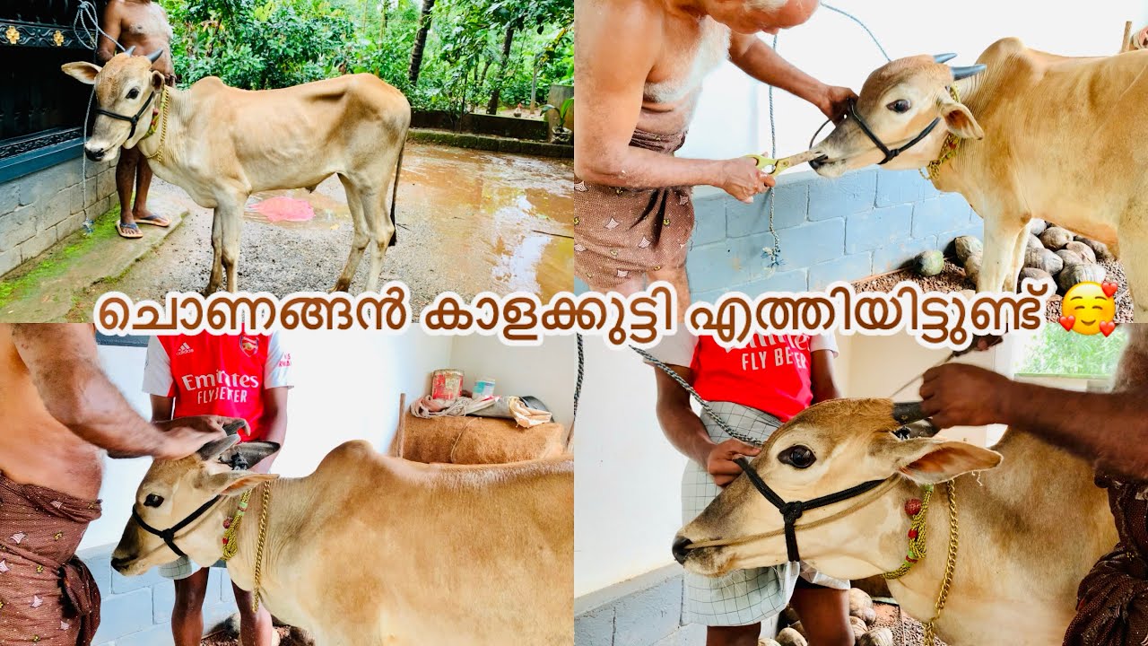 കന്നുകൾ കൊണ്ട് വരുമ്പോൾ ആദ്യം ചെയ്യേണ്ട കാര്യങ്ങൾ ഇവയാണ്👍 #kala # ...