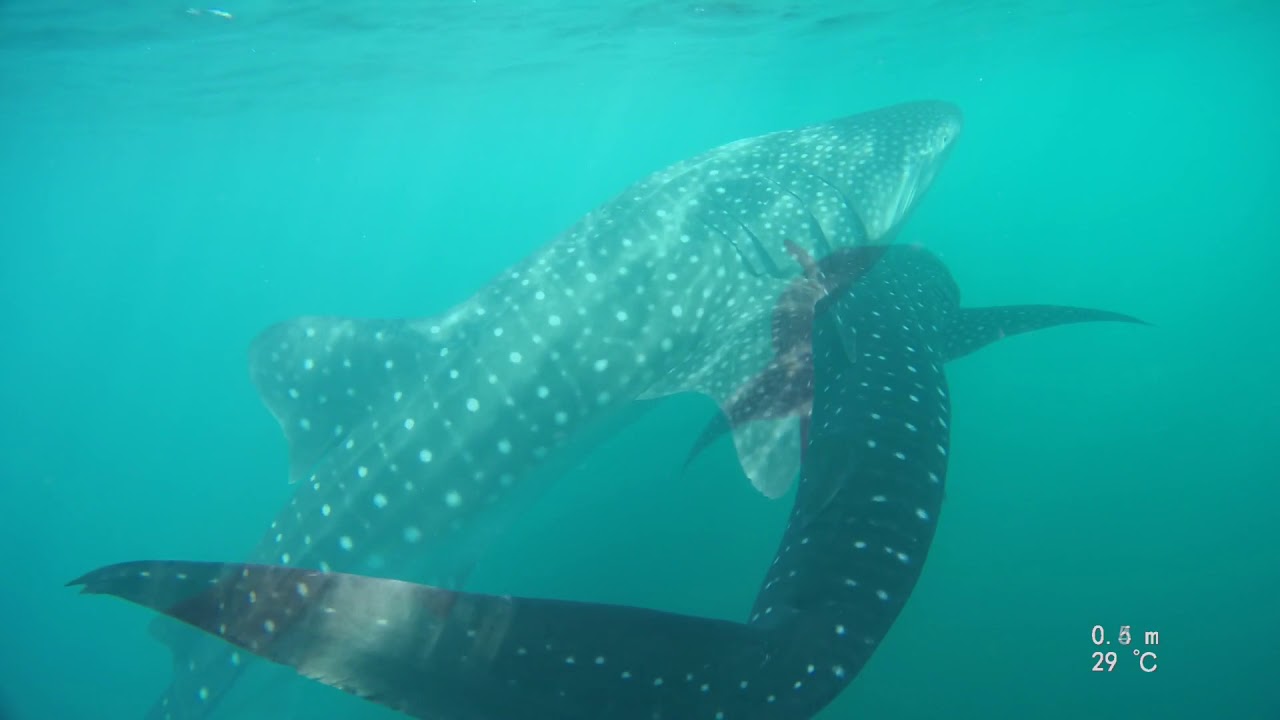 Djibouti by Diving Explorers 2018 - YouTube