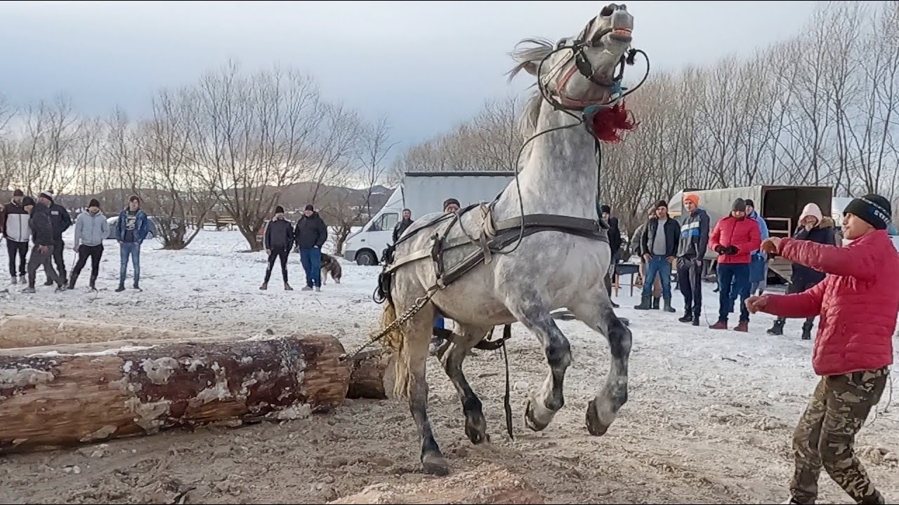 Cai probe de tracțiune 2022 - YouTube