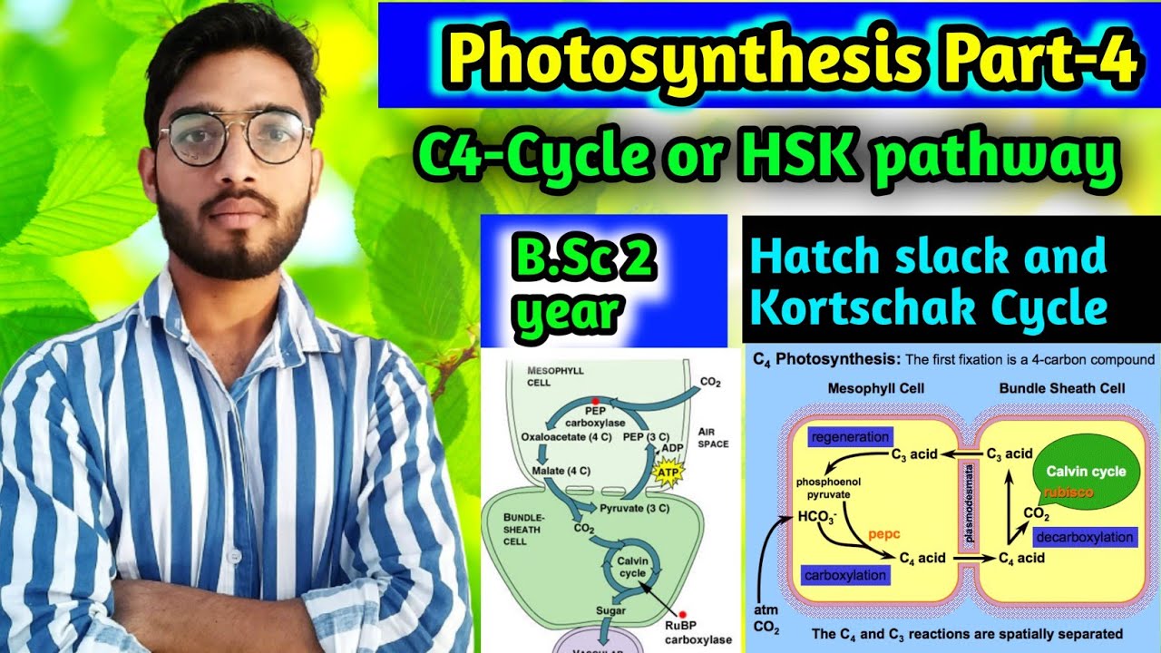 C4 Cycle|| Hatch slack pathway|| Photosynthesis part-4 - YouTube