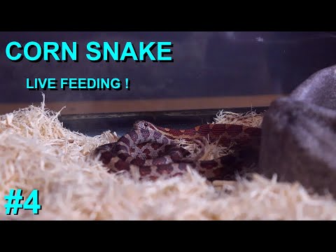 LIVE FEEDING -- 10-Month Old Corn Snake Eats Fuzzy Mouse (hesitant at ...