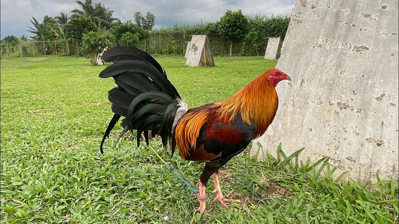 Best Chicken Breed : Yellow Legged Hatch - YouTube