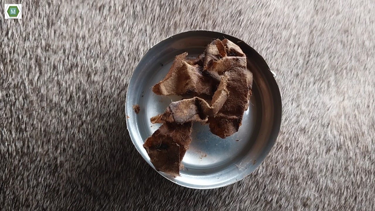 ear wax removal on cow by using primitive tool - YouTube