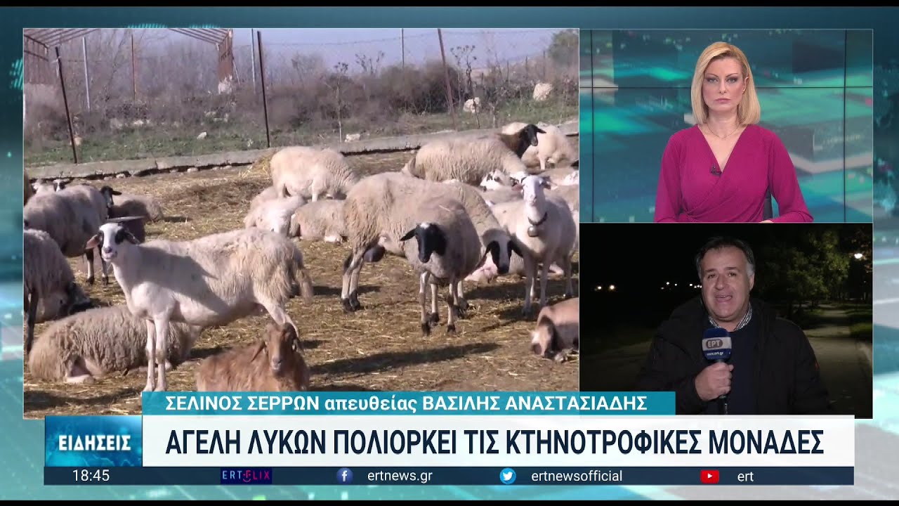 Σφελινός Σερρών: Τρομοκρατημένοι οι κτηνοτρόφοι από τις επιθέσεις ...