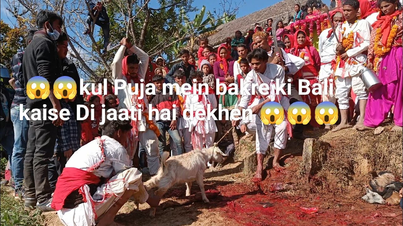kul Puja mein bakre ki Bali kaise Di jaati hai dekhen 😱😱😱😱 - YouTube