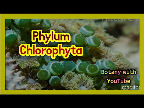 Phylum Chlorophyta Under Microscope