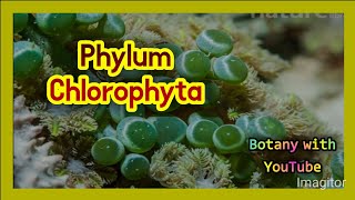 Phylum Chlorophyta