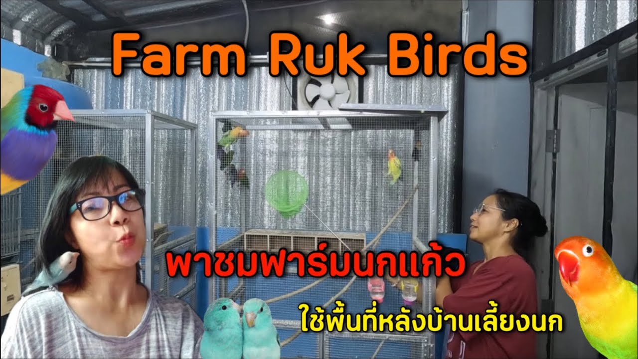 พาชมฟาร์มนกเเก้วเล็กๆ ใช้เพียงพื้นที่หลังบ้าน (Farm Ruk Birds) ฟาร์มนก ...