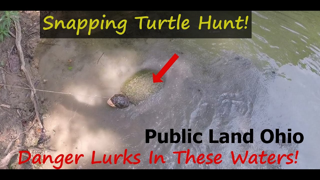 Snapping Turtle Hunting, Using Drop lines In The Backwoods Of Ohio ...
