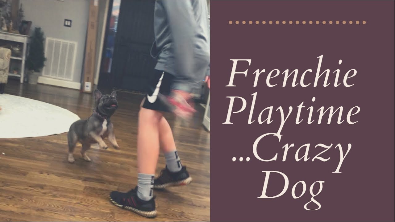 Frenchie Playtime...Running, Jumping, Crazy Dog - YouTube