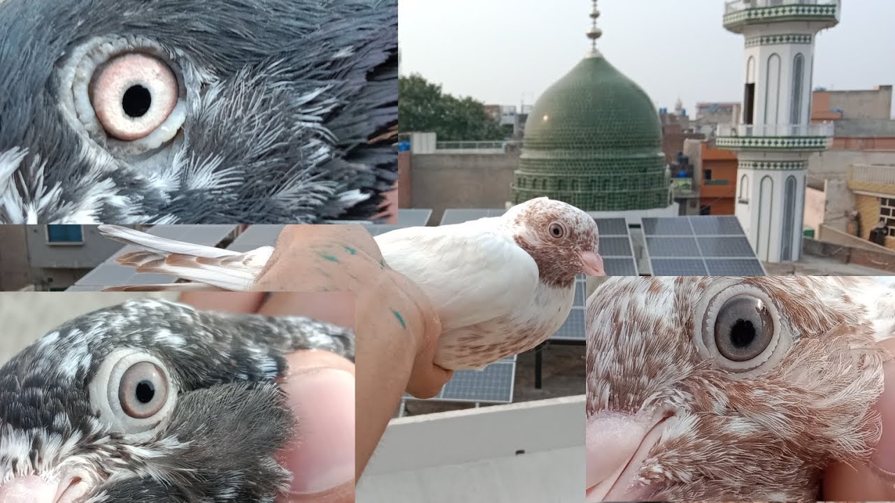 Babay pigeon for sale kaka brand pigeon number 03298088433 - YouTube